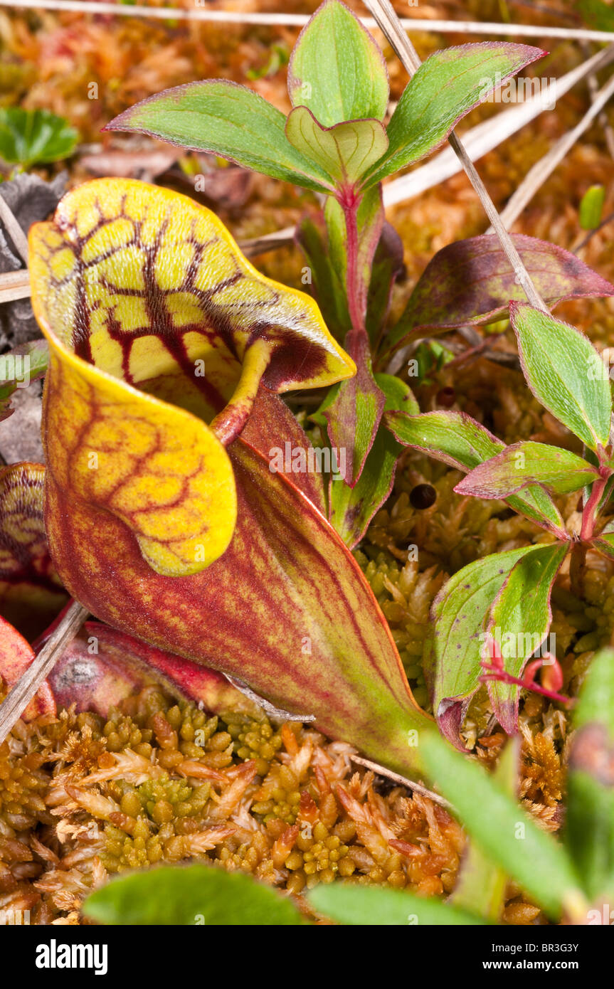 Purple pitcher plant newfoundland hi-res stock photography and images ...