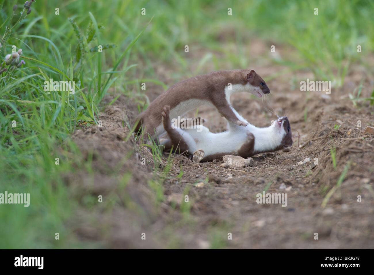 Stoats playfighting hi-res stock photography and images - Alamy