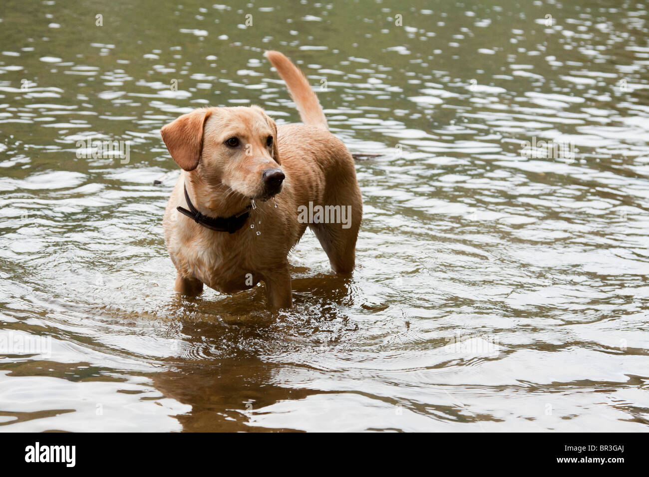 Red fox labrador hi-res stock photography and images - Alamy