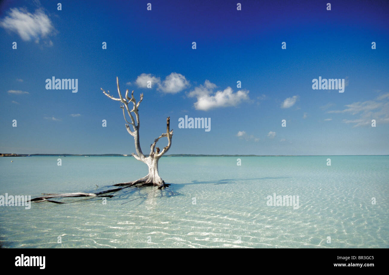 Tree sits in water as high tide over takes the shallows Stock Photo - Alamy