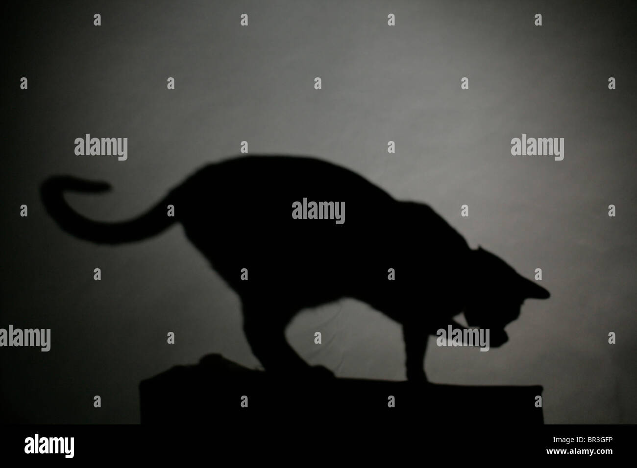 Cat shadow on gray wall Stock Photo - Alamy