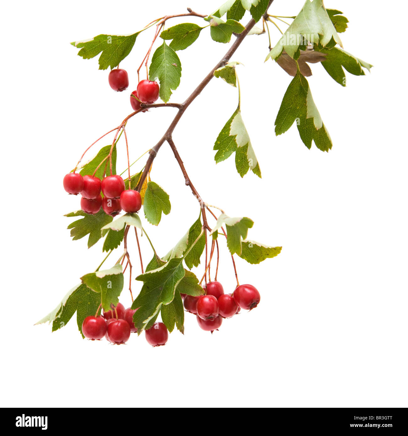 Hawthorn (Crataegus; thornapple) berries clusters isolated on white ...