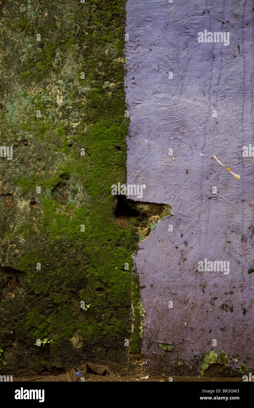 Abstract closeup of colorful moss covered wall, Goa, India Stock Photo ...