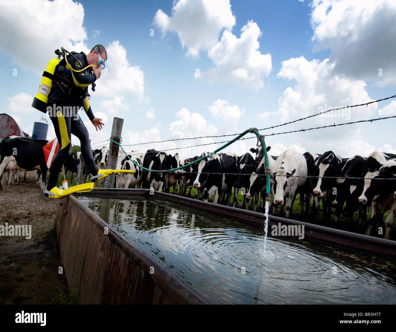 Scuba diver about to plunge into a farm cow-trough for a dive while the ...