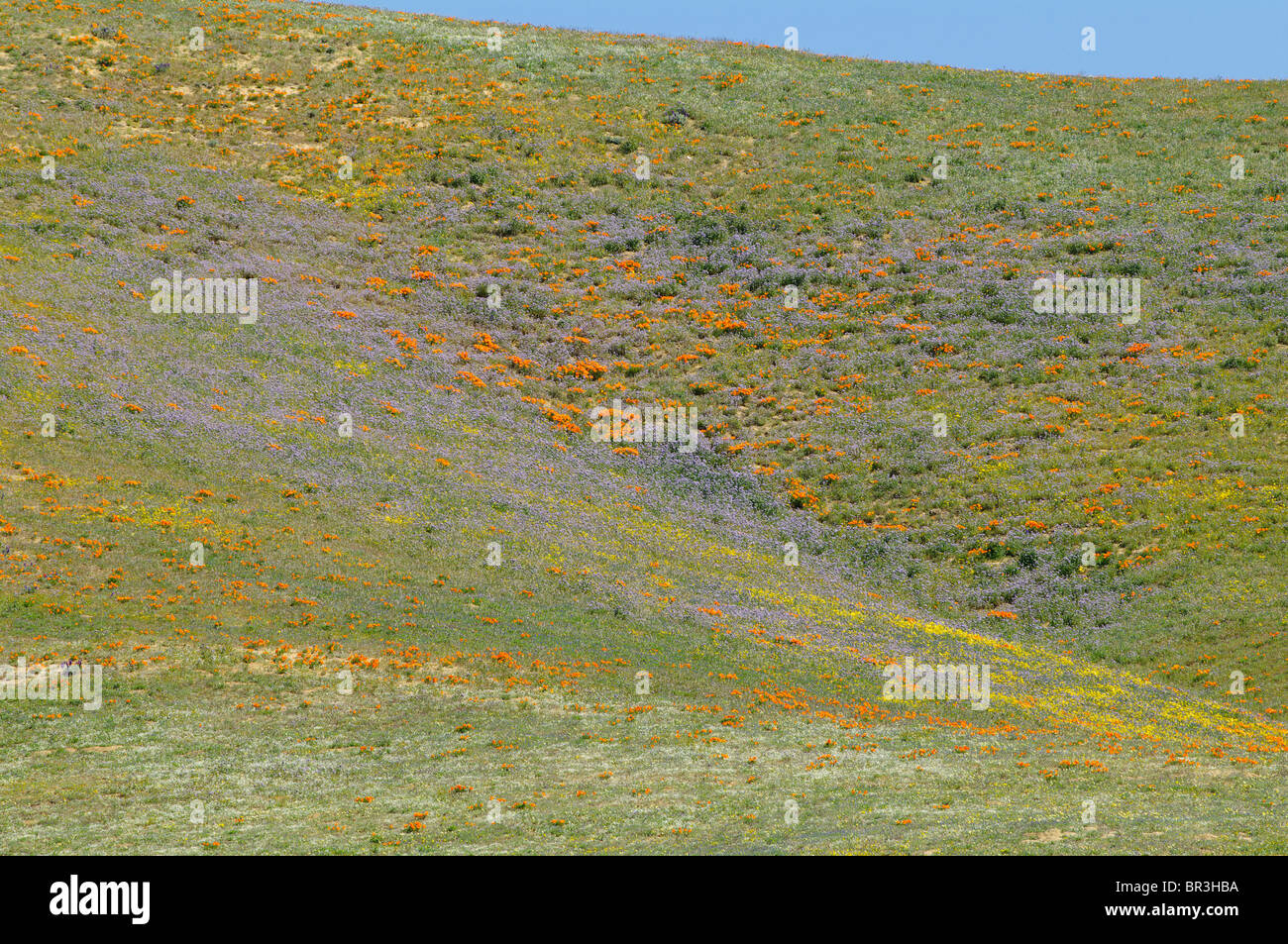 Purple california wildflowers hi-res stock photography and images - Alamy