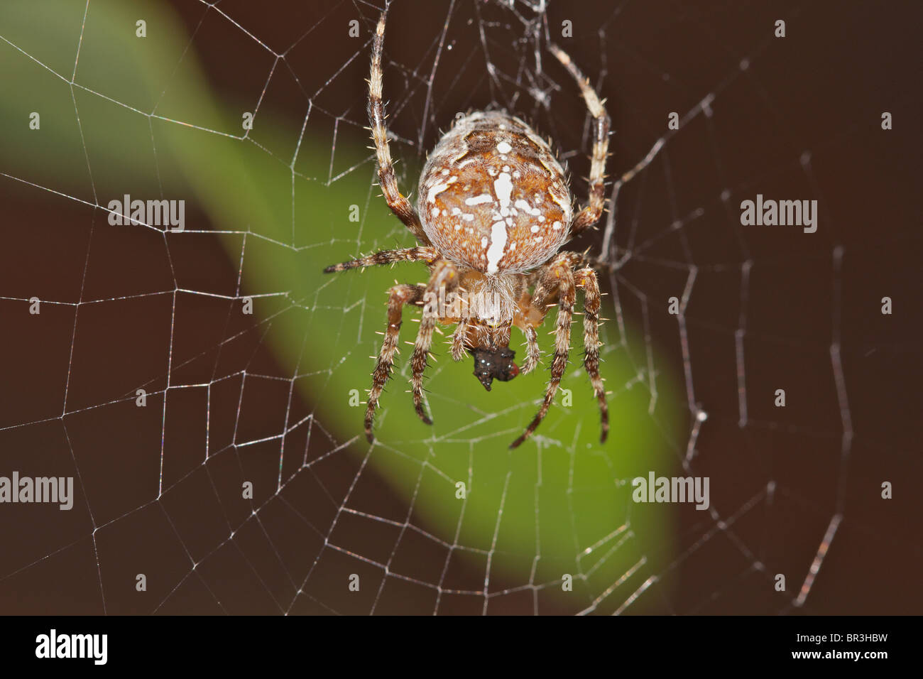 Spider in macro view in its net very closeup Stock Photo - Alamy