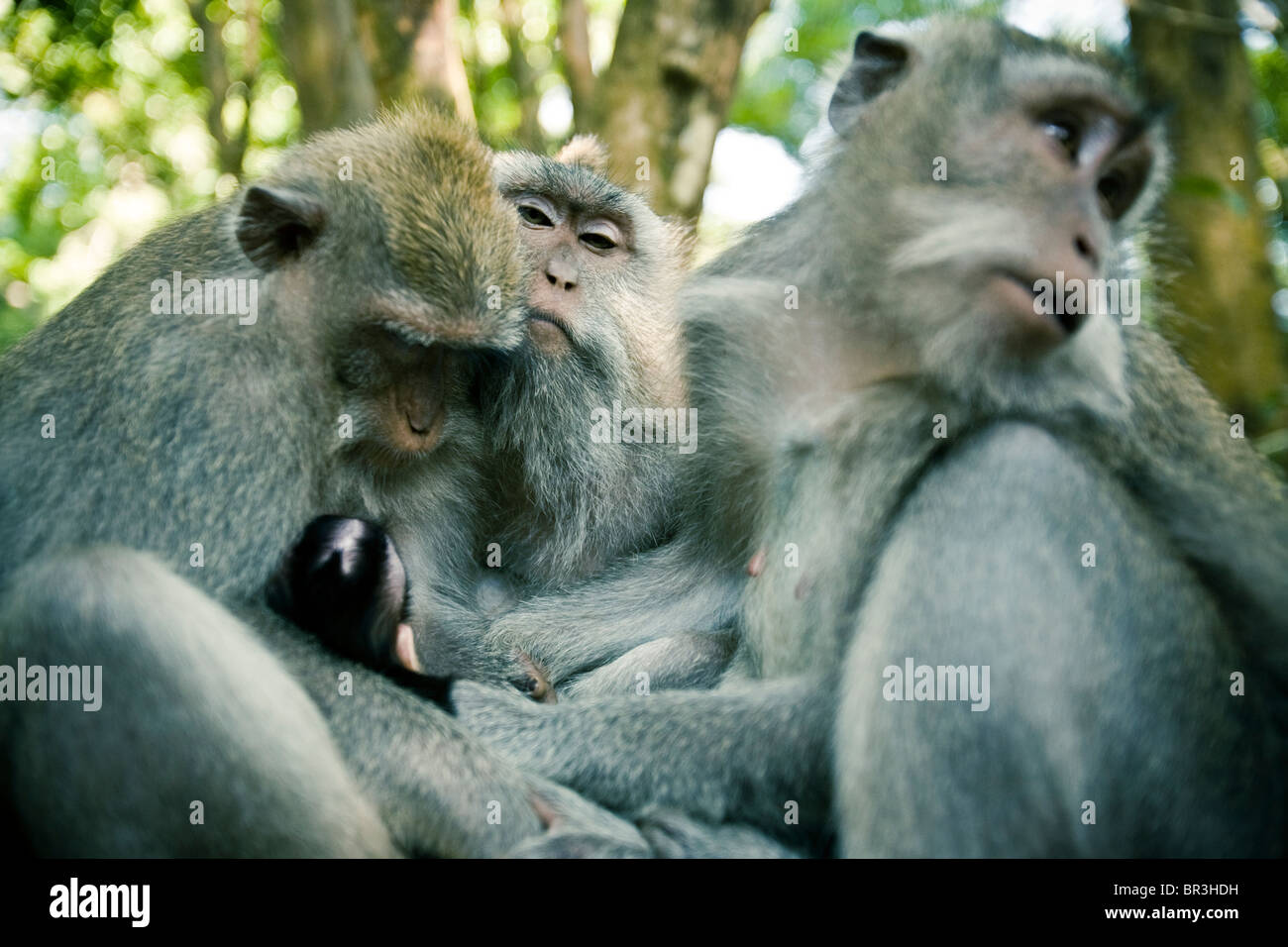 Group of monkeys with baby Stock Photo - Alamy