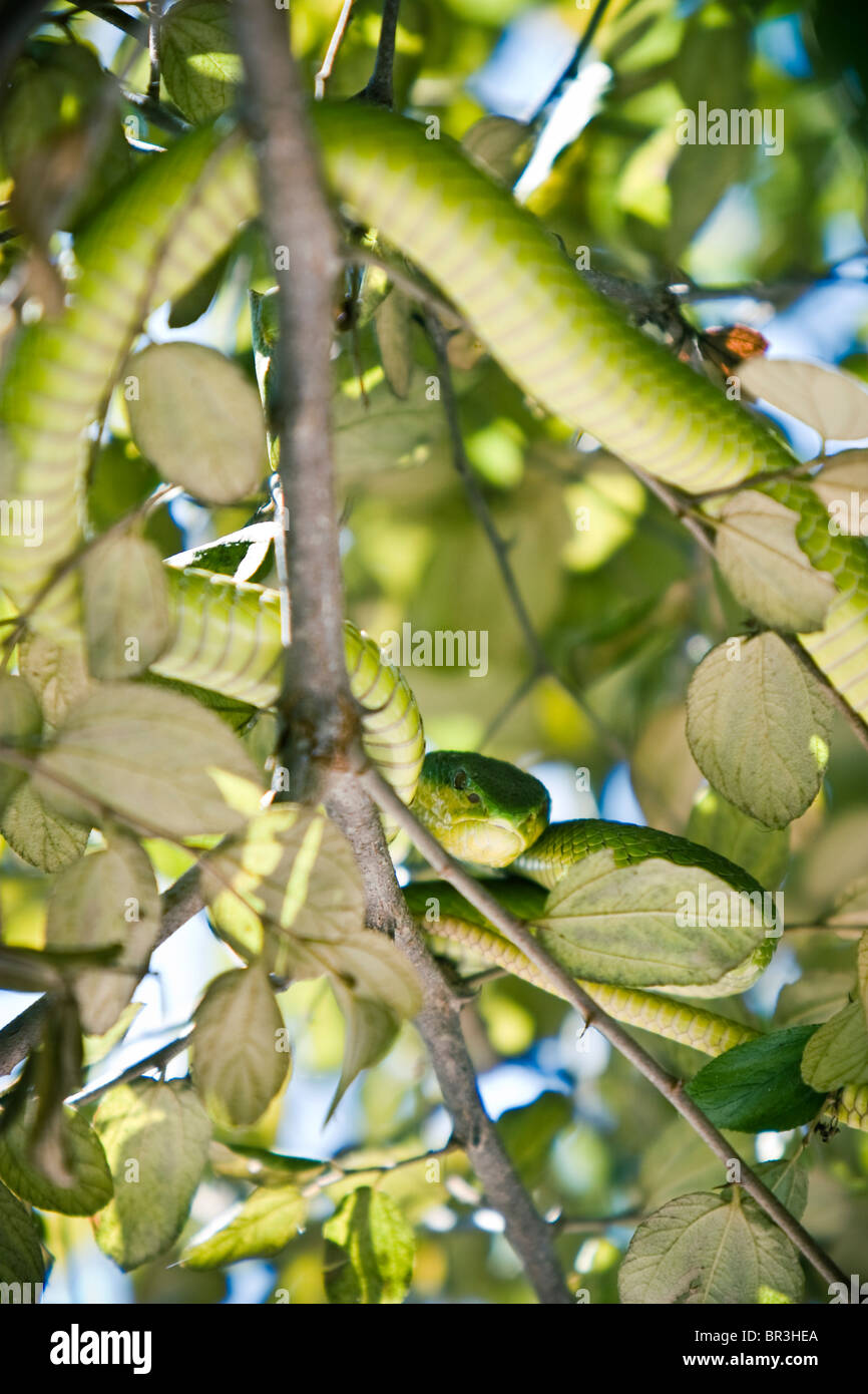 A snake coiled in a tree Stock Photo - Alamy