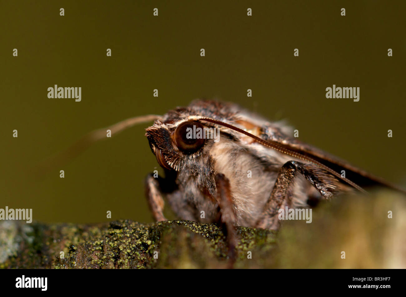 Portrait of a Large Yellow Under Wing Moth Stock Photo - Alamy