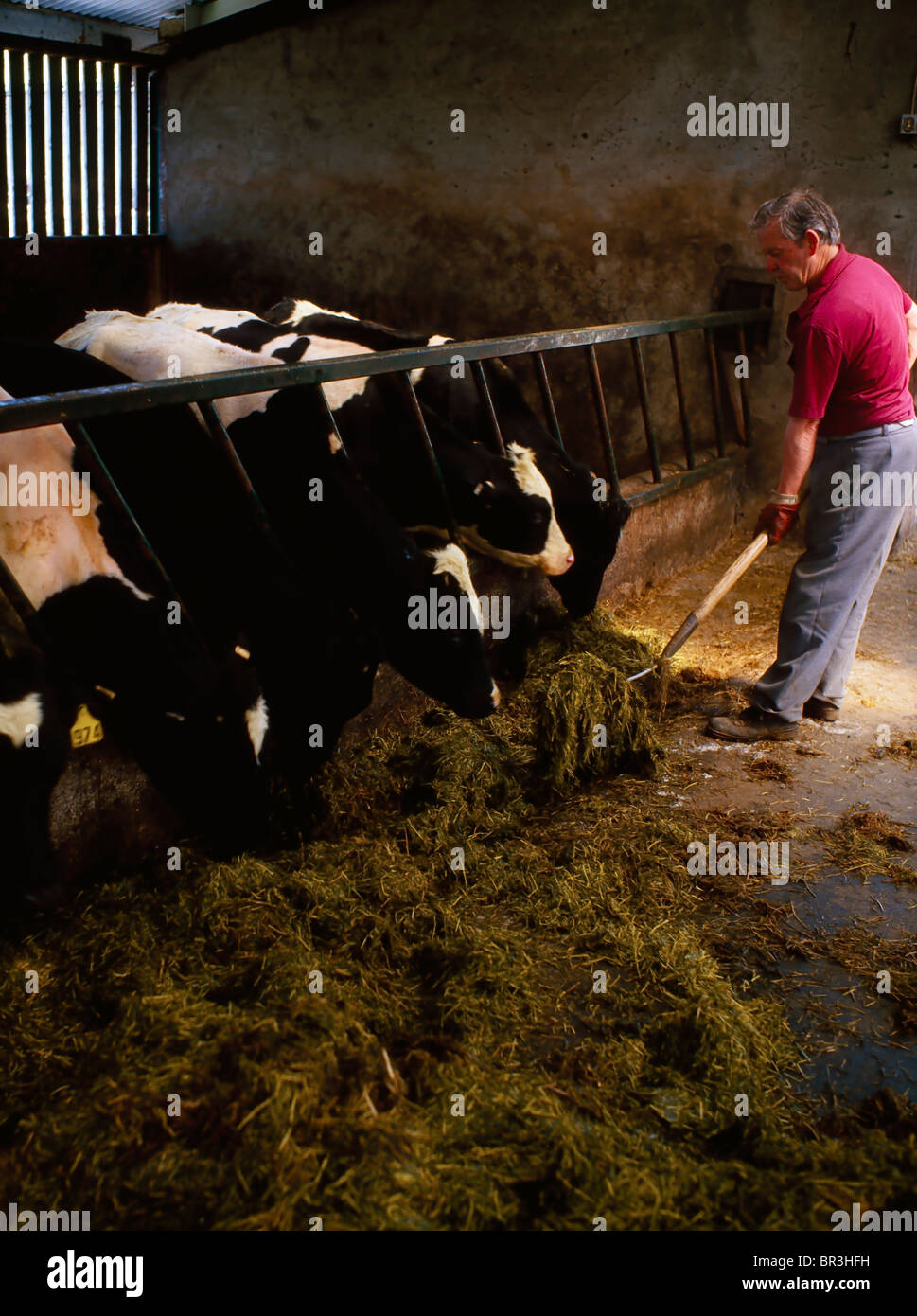 Store cattle hi-res stock photography and images - Alamy