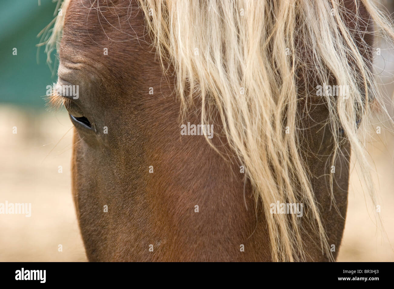 Mustang horse hi-res stock photography and images - Alamy