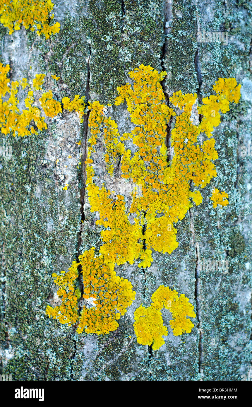 Yellow lichen growing on tree hi-res stock photography and images - Alamy