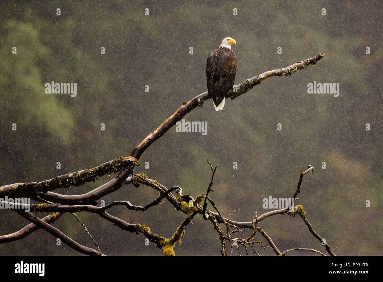 British columbia rain forest hi-res stock photography and images - Alamy