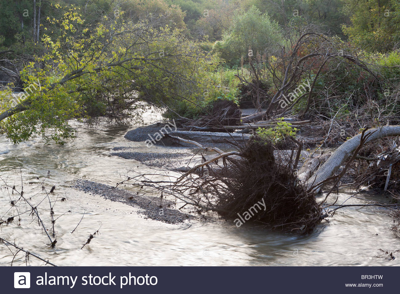 Deadhead High Resolution Stock Photography and Images - Alamy
