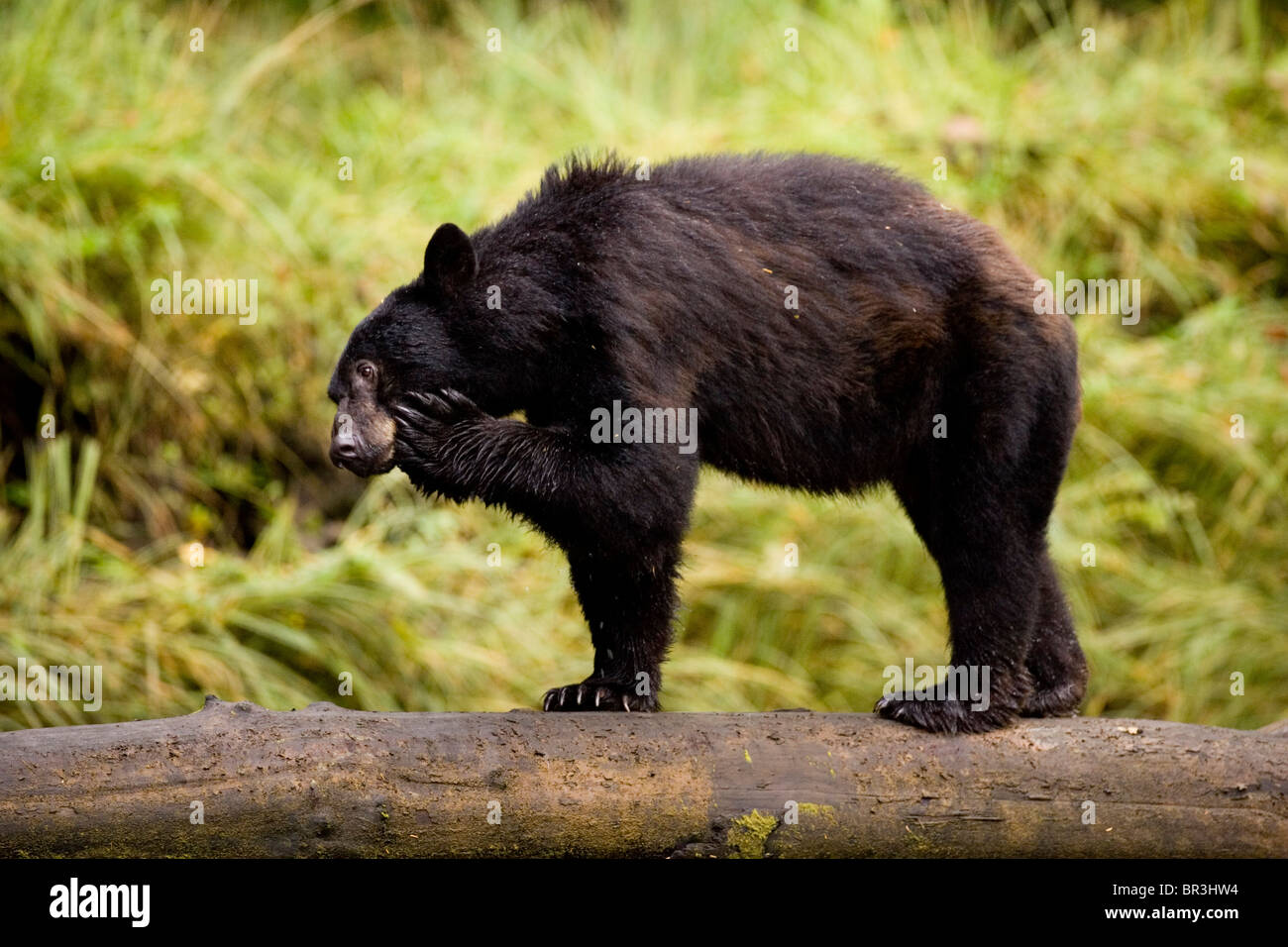 Great Bear Rainforest, British Columbia Stock Photo - Alamy