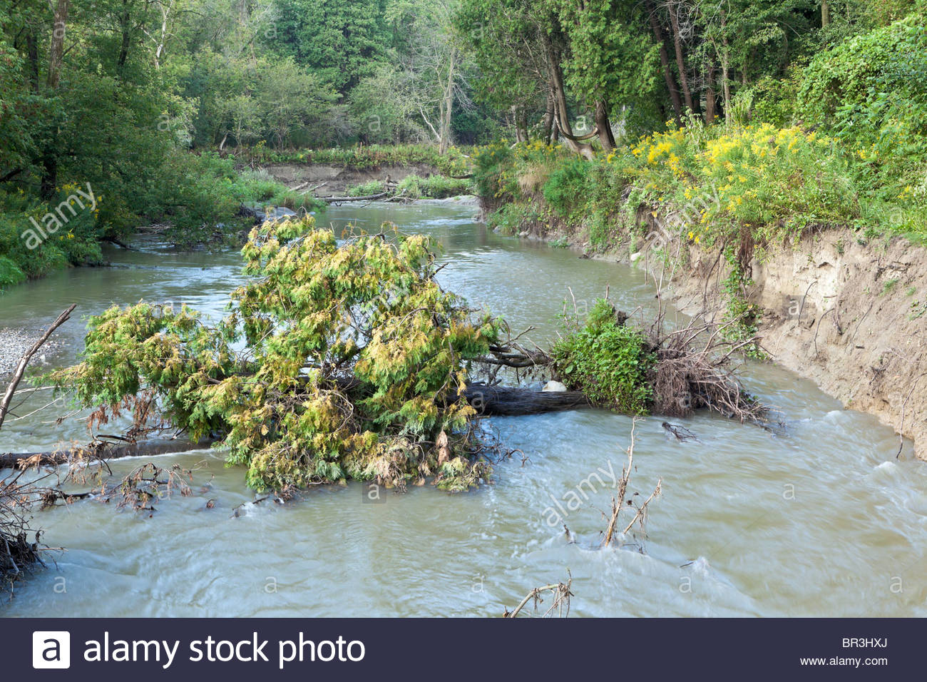 Deadhead High Resolution Stock Photography and Images - Alamy