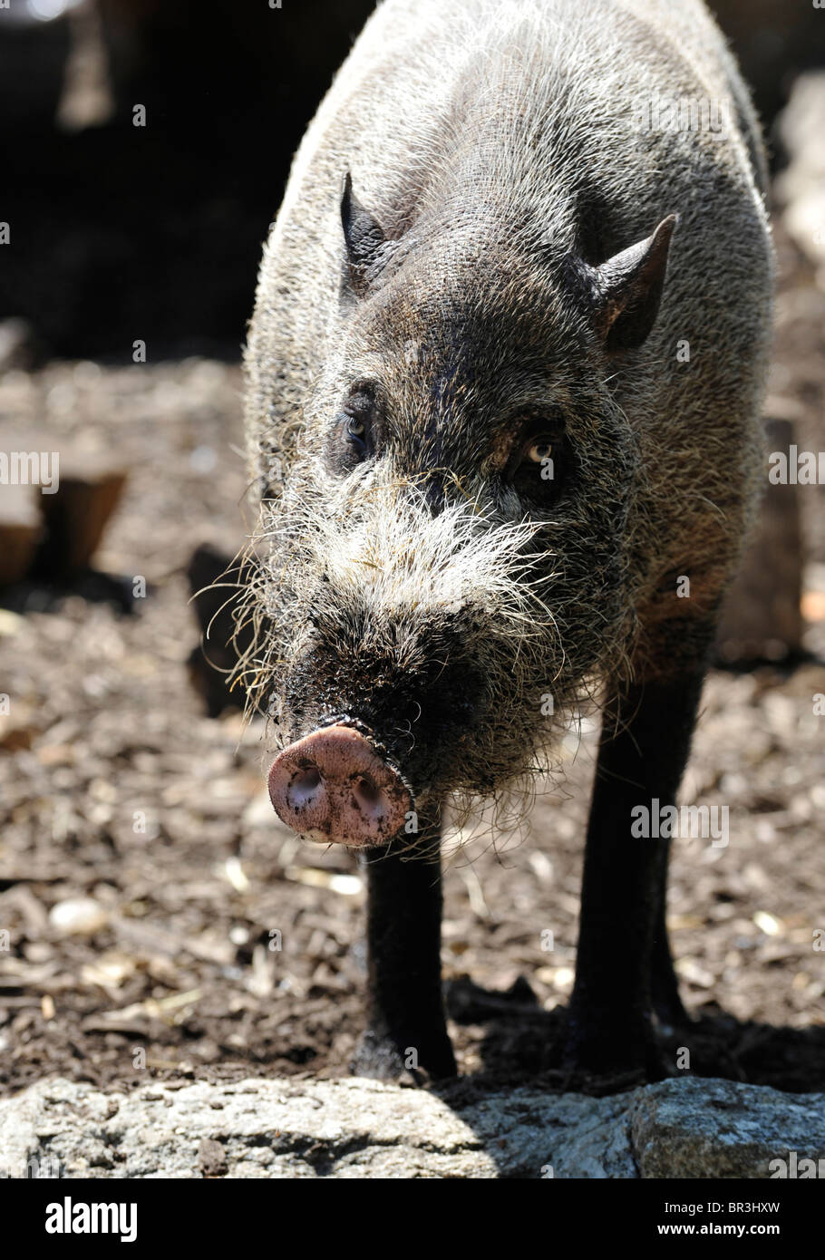 Bearded pig hi-res stock photography and images - Alamy