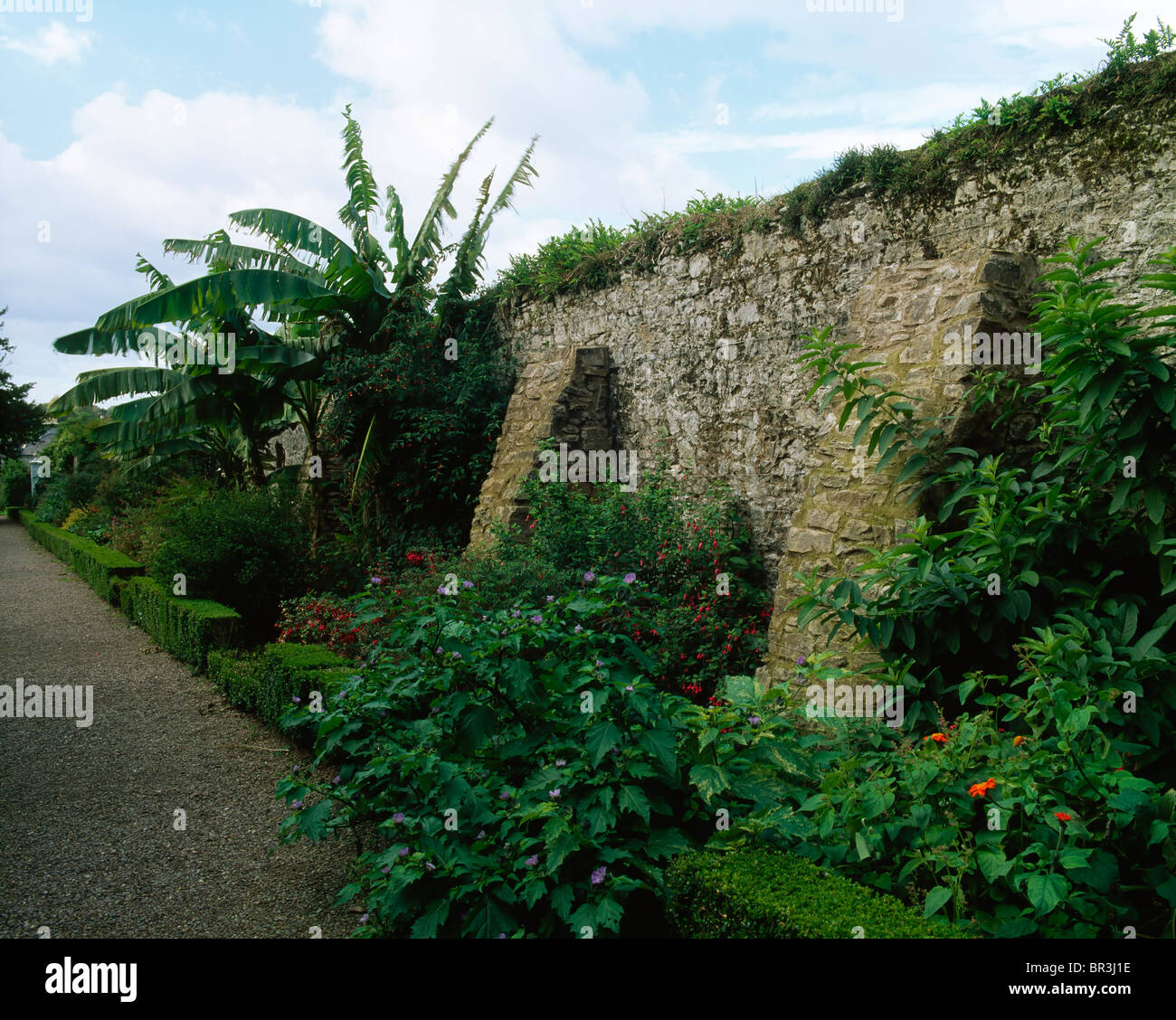 Fota Island, Co Cork, Ireland, Fota Gardens, Herbaceous Border, Fota ...