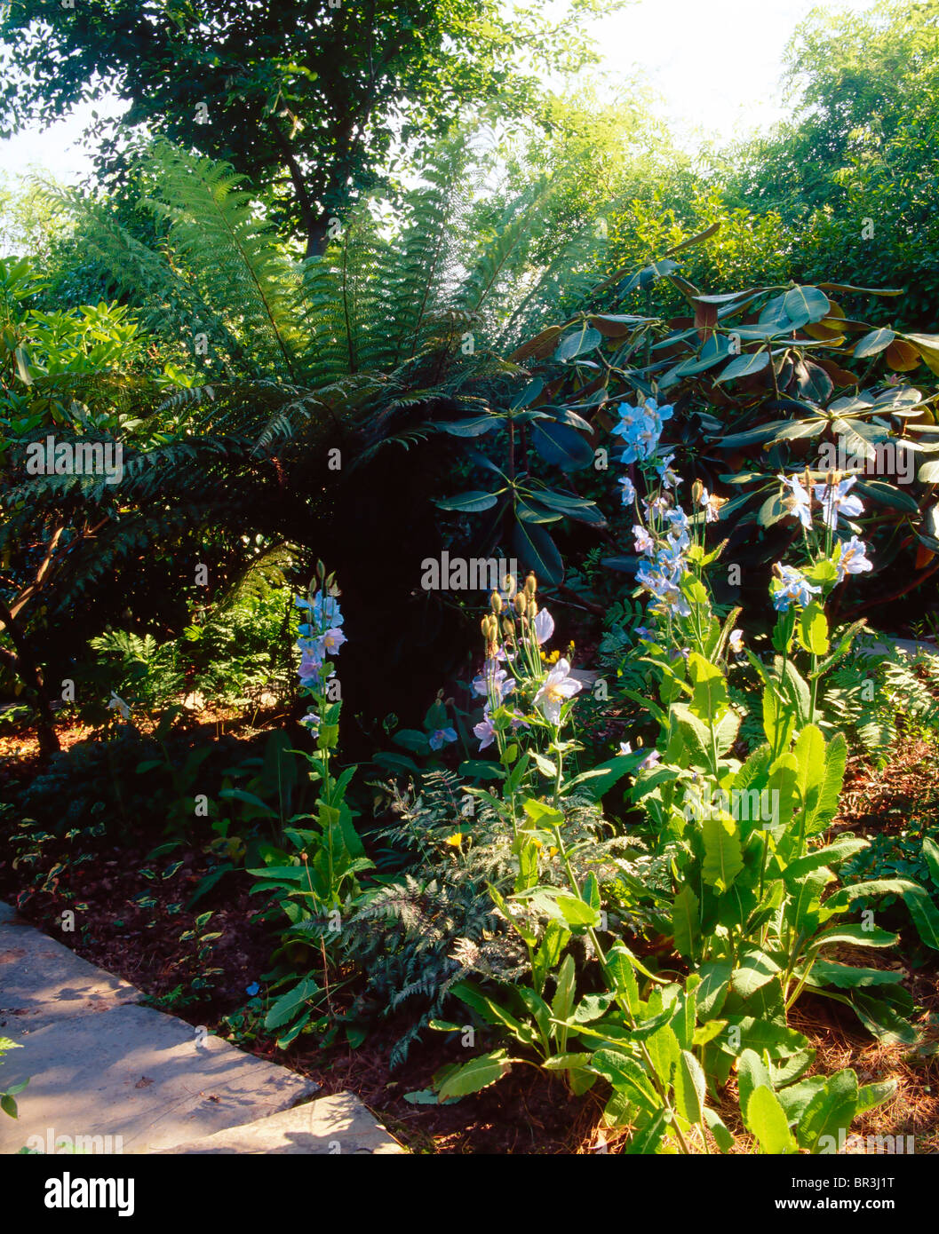 Lakemount Gardens, Co Cork, Ireland, Meconopsis And Tree Fern Stock ...