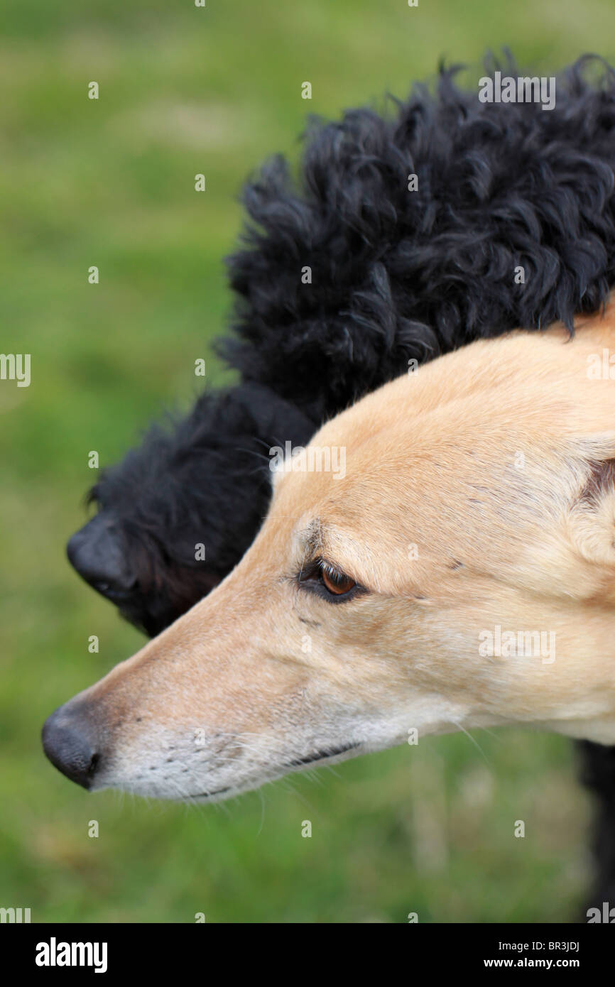 closeup portrait of elderly greyhound and standard poodle Stock Photo ...