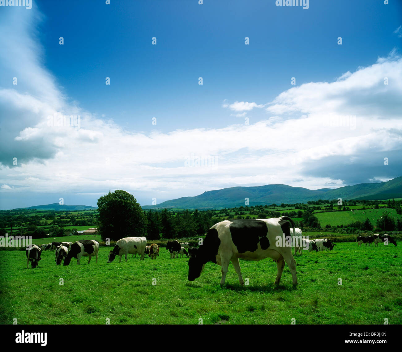 Friesian cattle grazing in paddock hi-res stock photography and images ...
