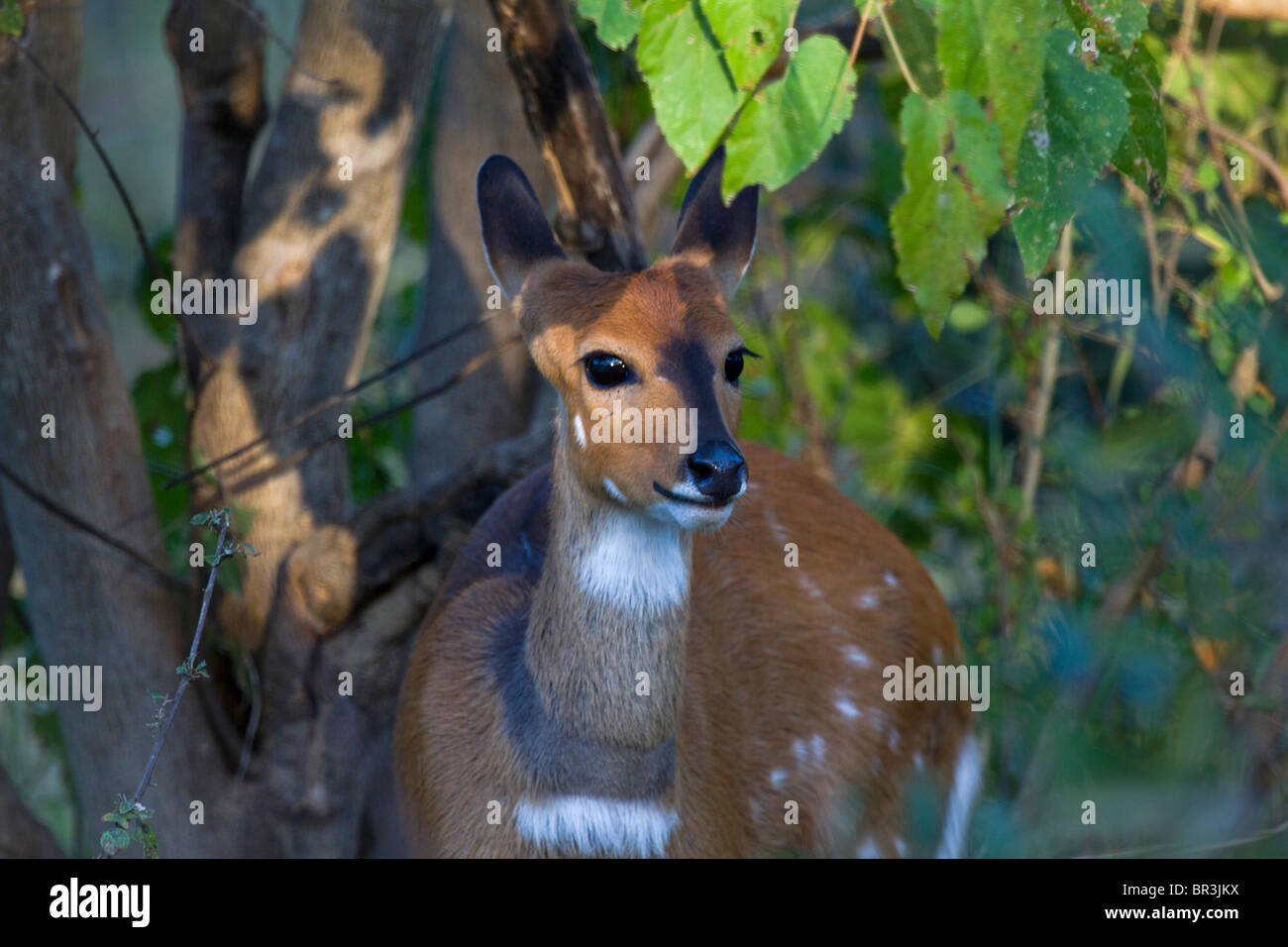 Female Bushbuck (Tragelaphus scriptus) amongst the trees, Kruger ...