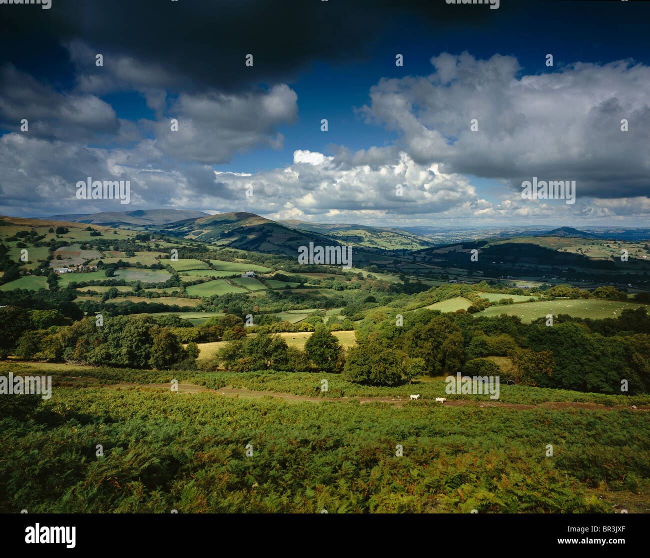 View towards Brecon Beacons from Llangattock Common with sheep walking ...