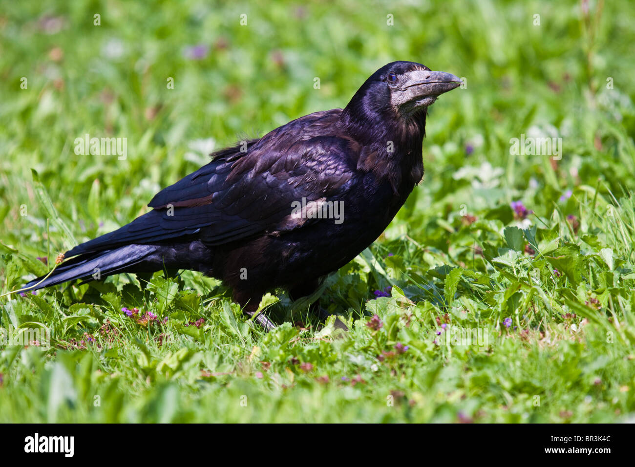 Rook close up on the ground Stock Photo - Alamy