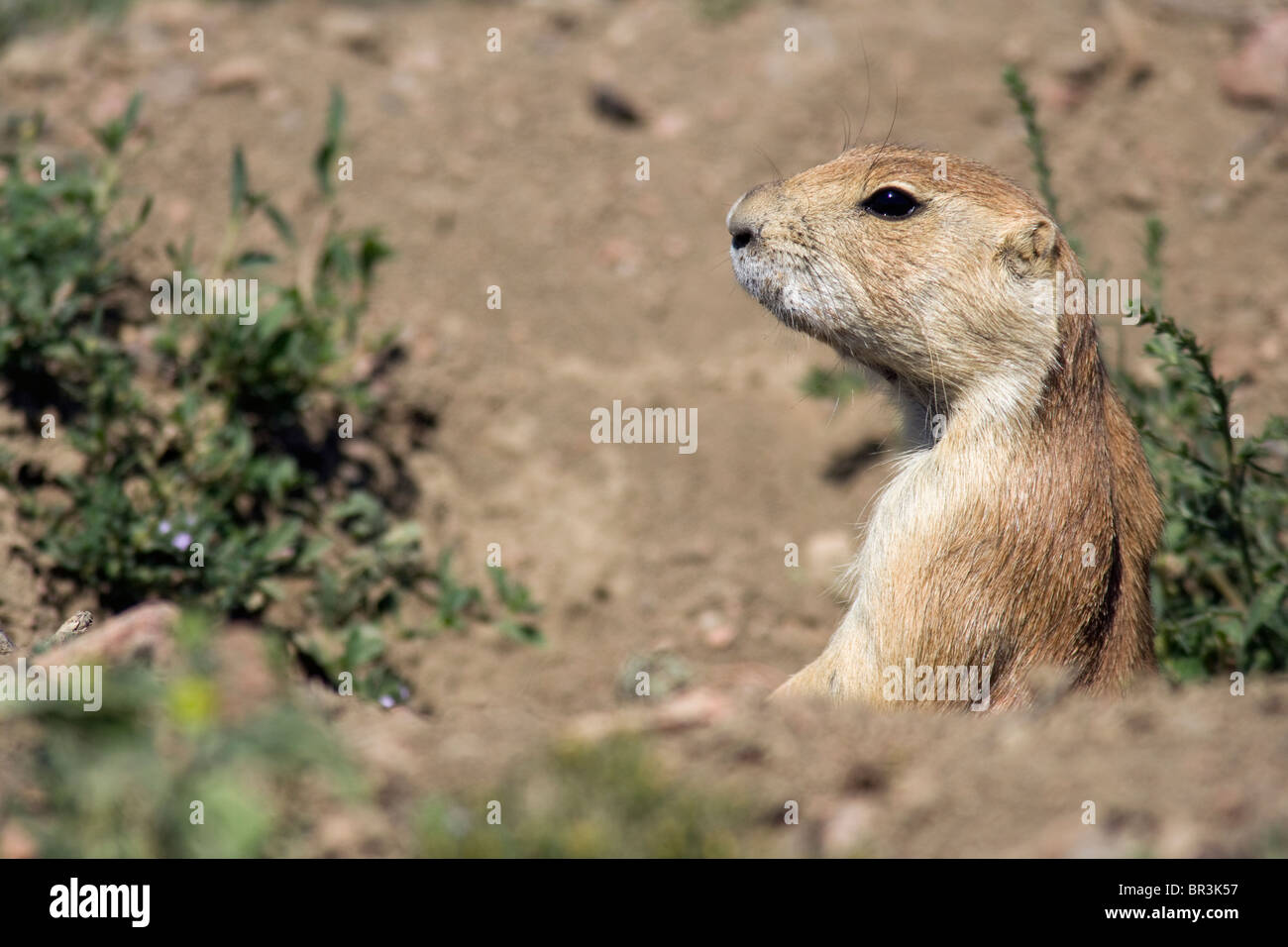 Close-up of Black-Tailed Prairie Dog - Cheyenne Mountain State Park ...