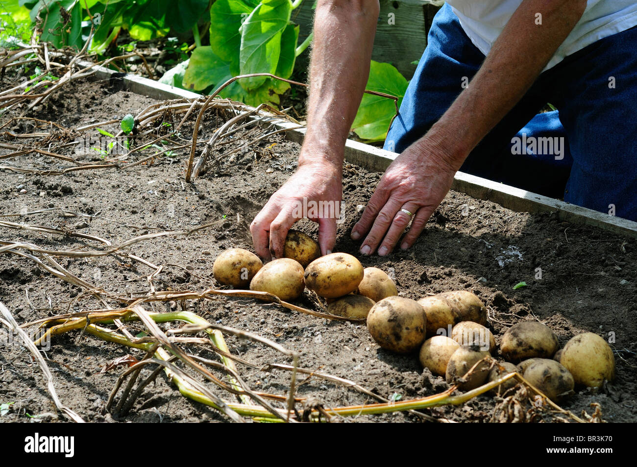 Male Gardener Harvesting New Potatoes From His Garden Stock Photo - Alamy