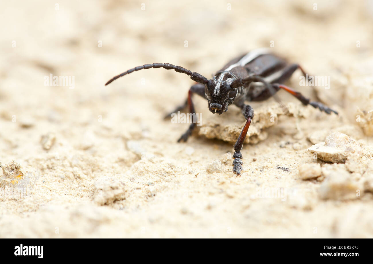 Striped cockroach hi-res stock photography and images - Alamy