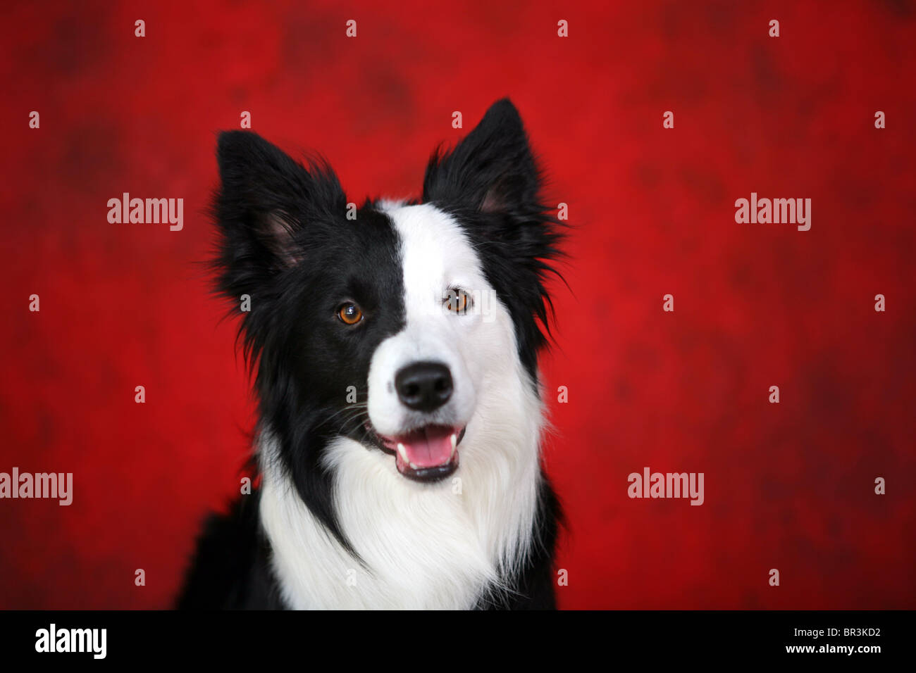 Stunning border hi-res stock photography and images - Alamy