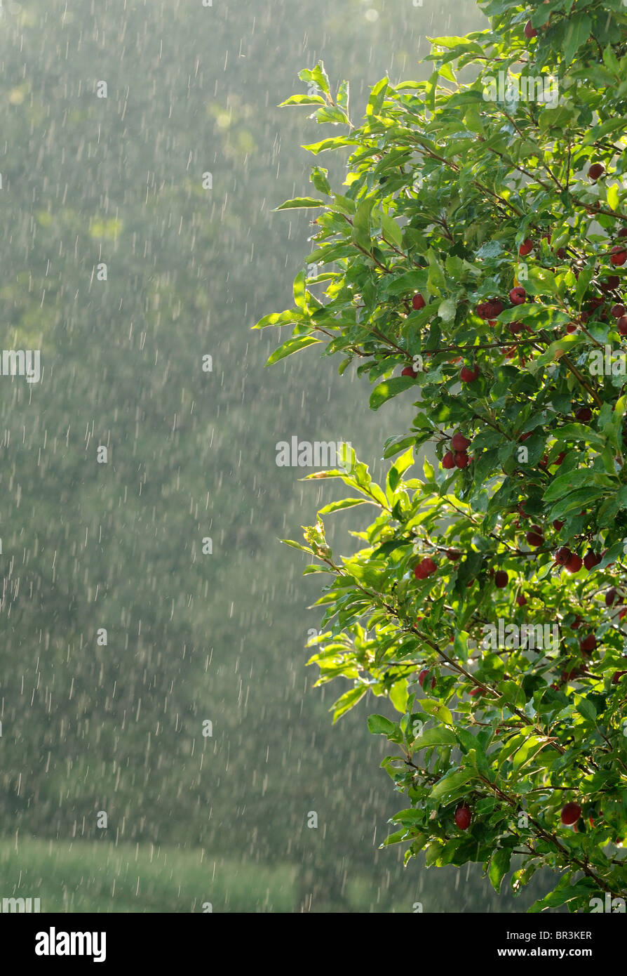 Rain garden hi-res stock photography and images - Alamy