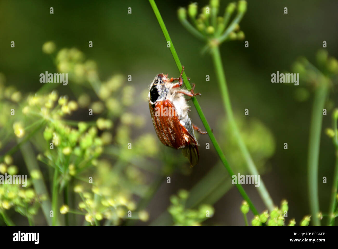 A bug on green grass Stock Photo - Alamy