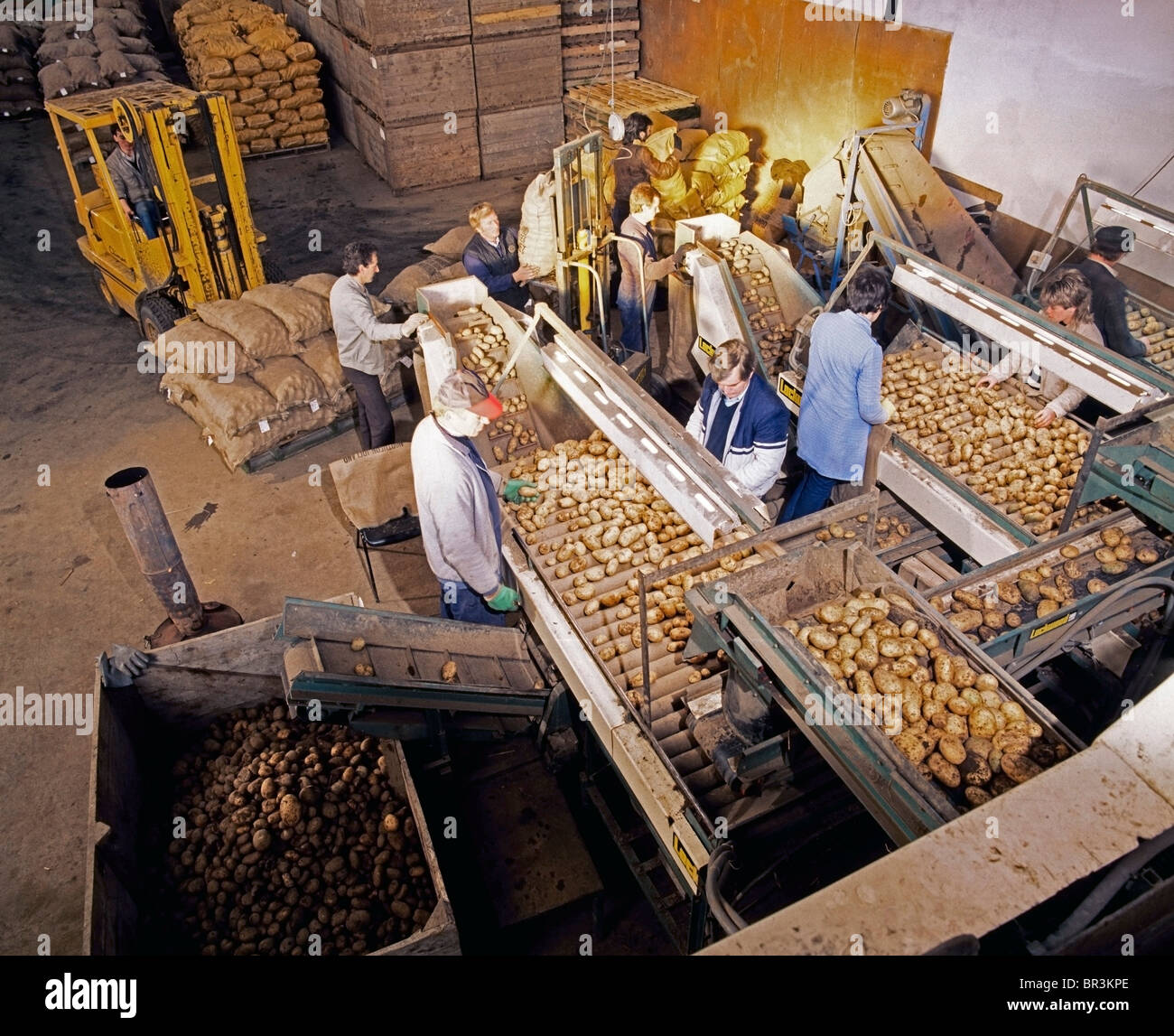 Ireland, Potato Harvesting, Processing After Lifting Stock Photo - Alamy