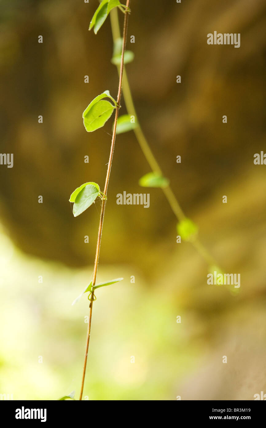 Close up of vine Stock Photo - Alamy