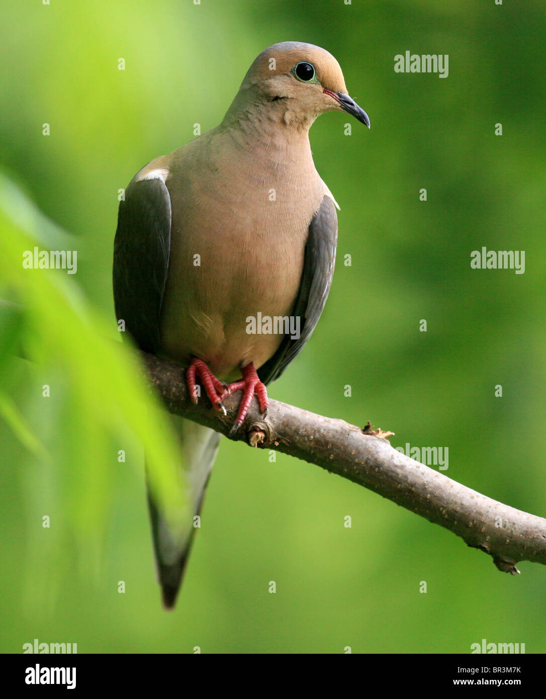 Mourning fly hi-res stock photography and images - Alamy