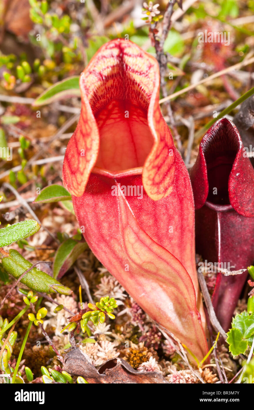Purple pitcher plant, Sarracenia purpurea purpurea, Avalon Peninsula ...