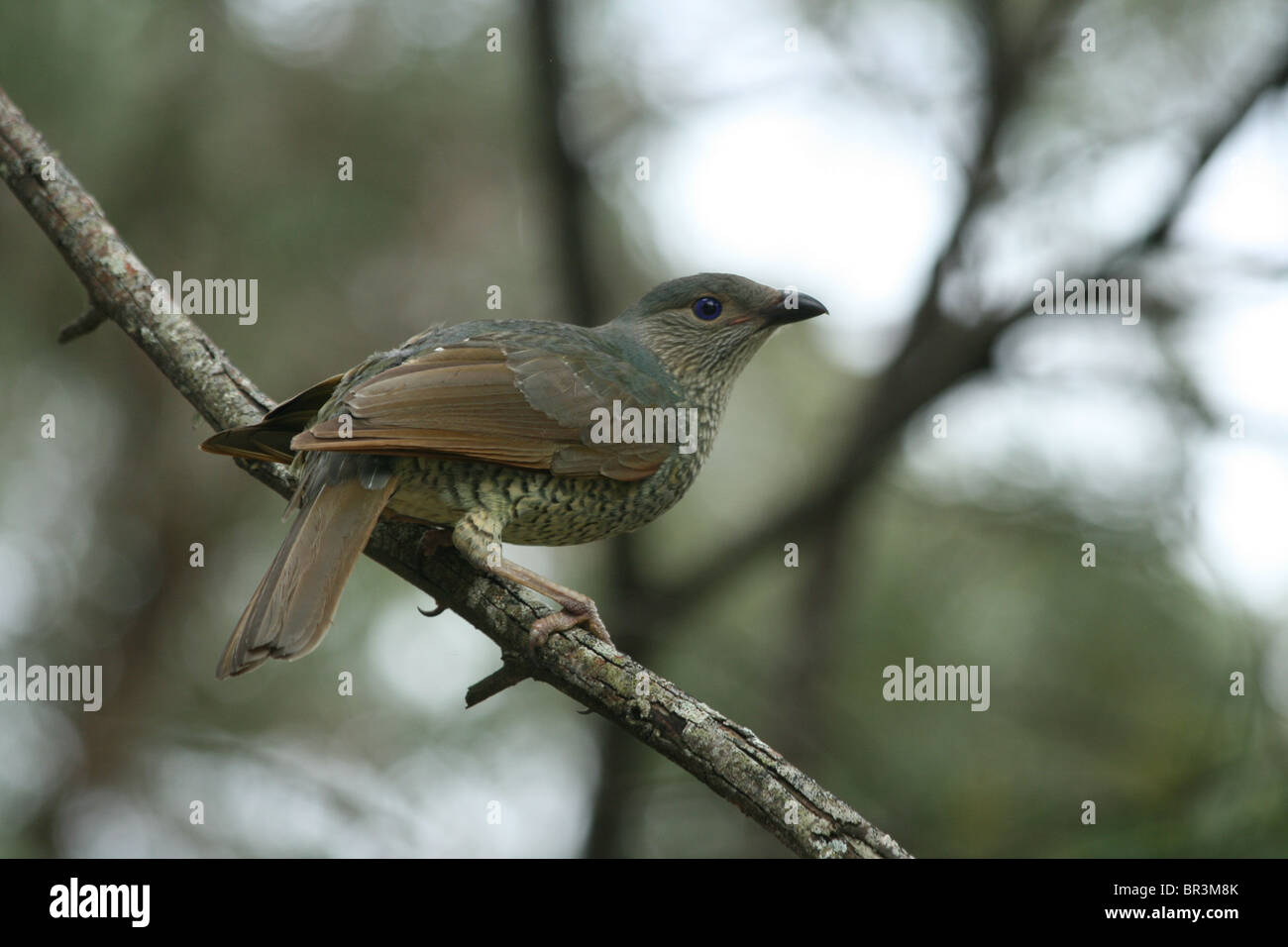Satin bower birds hi-res stock photography and images - Alamy