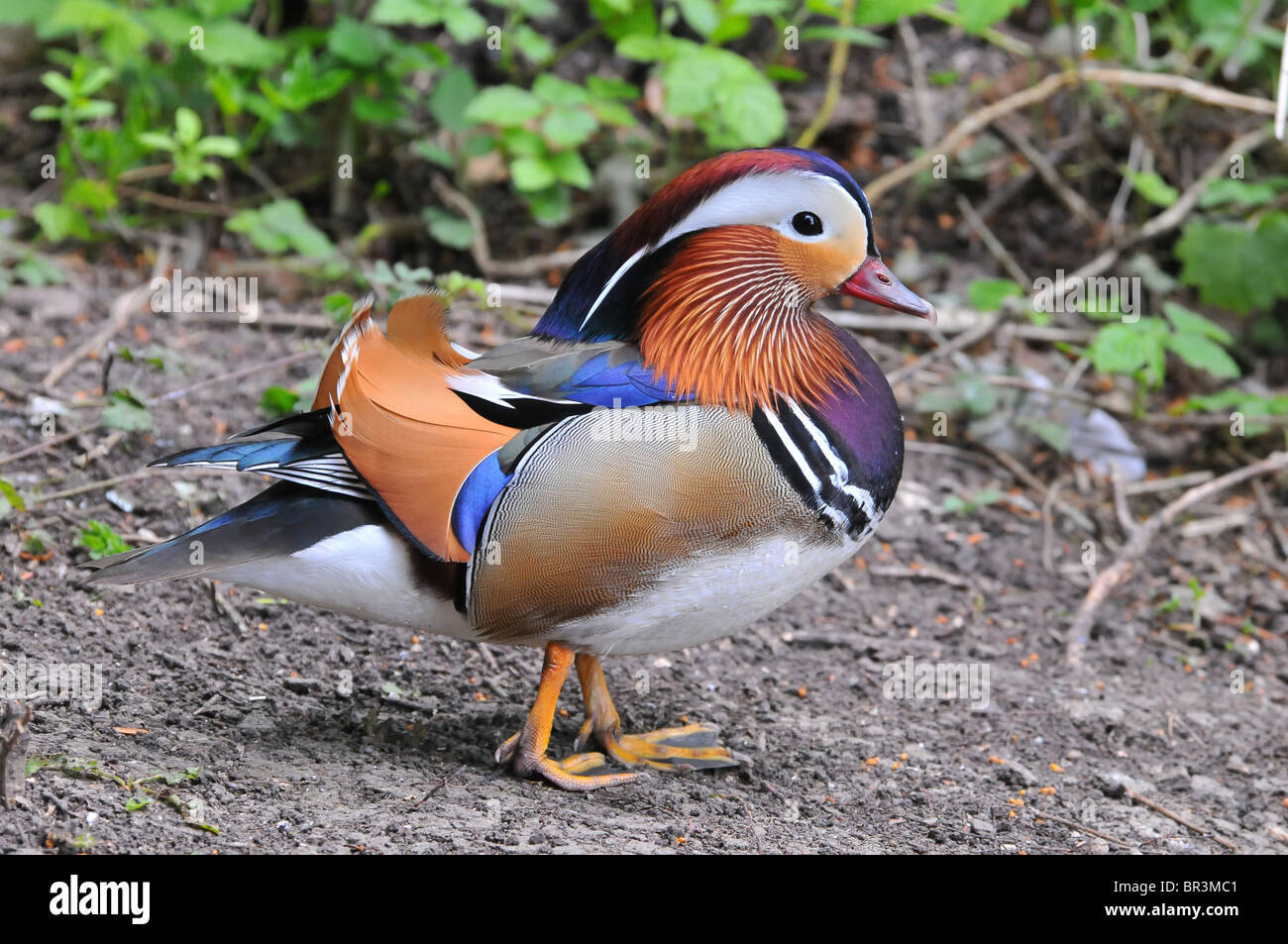 Mandarin duck standing hi-res stock photography and images - Alamy