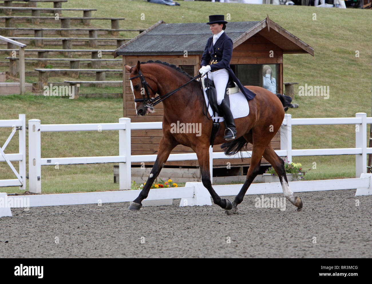 Dressage horse extended trot High Resolution Stock Photography and ...