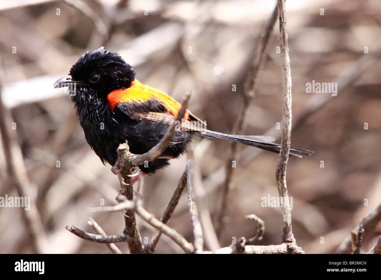Red wren hi-res stock photography and images - Alamy