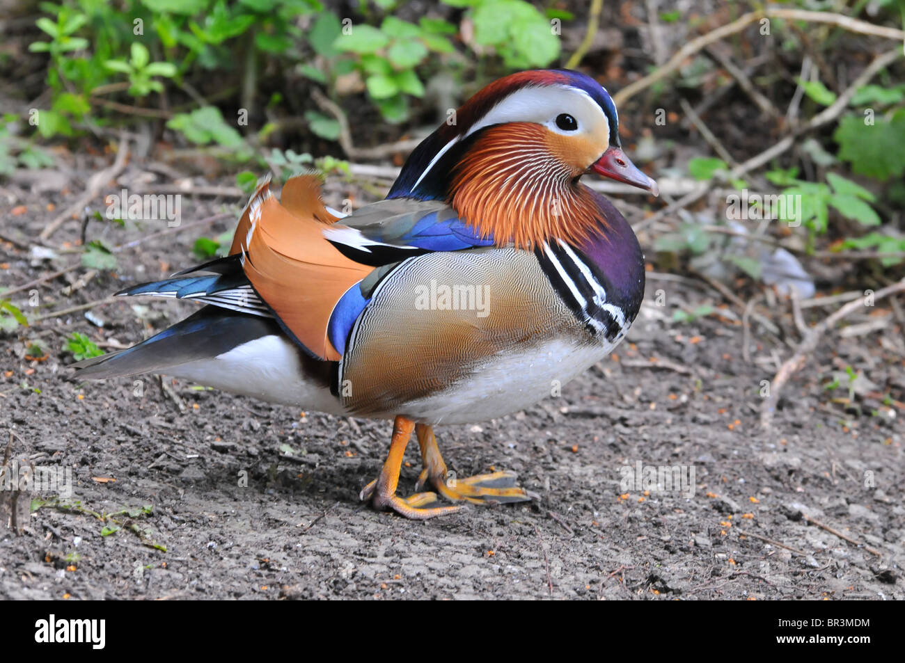 One bird facing right hi-res stock photography and images - Alamy