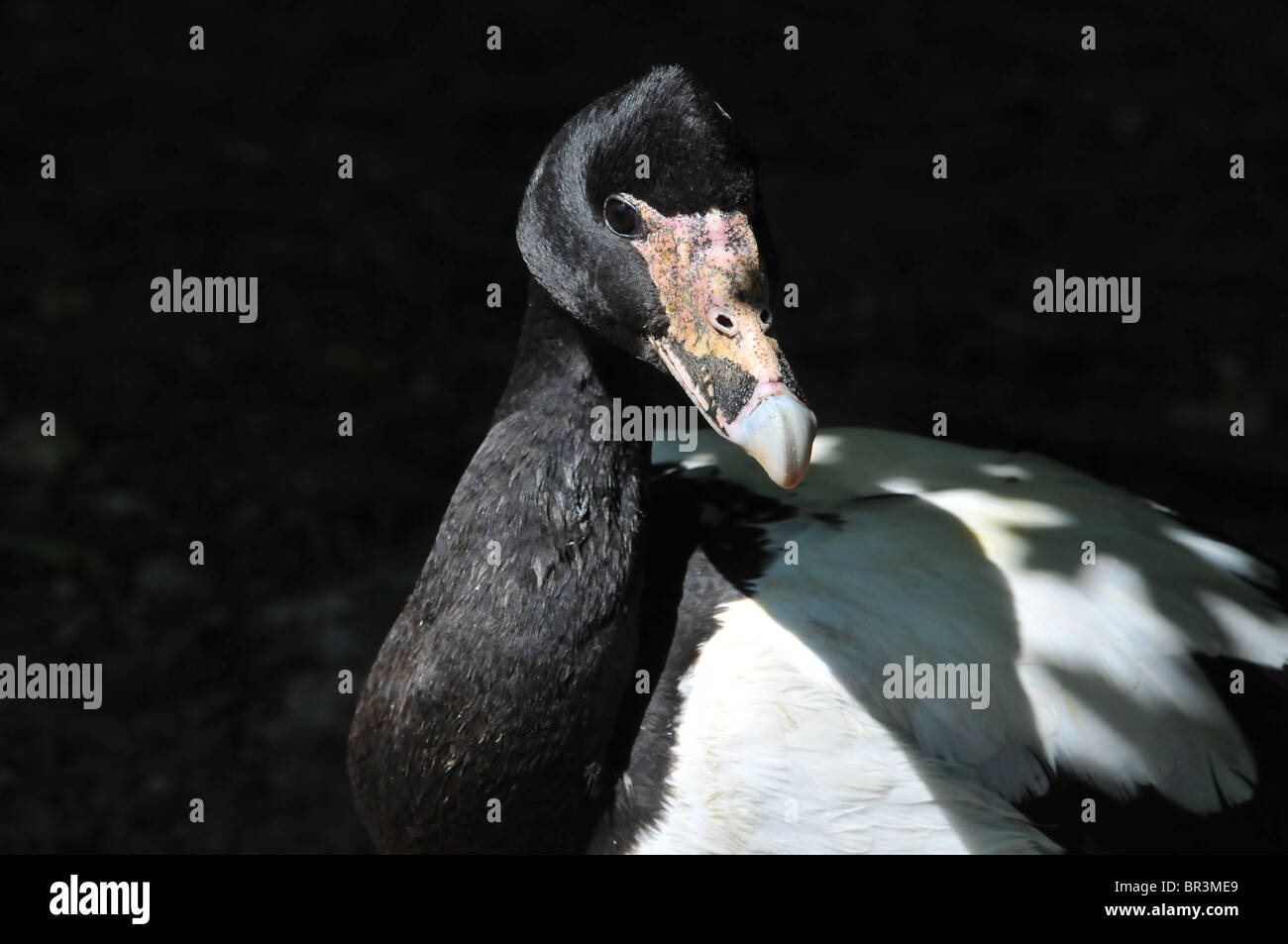 Magpie goose hi-res stock photography and images - Alamy
