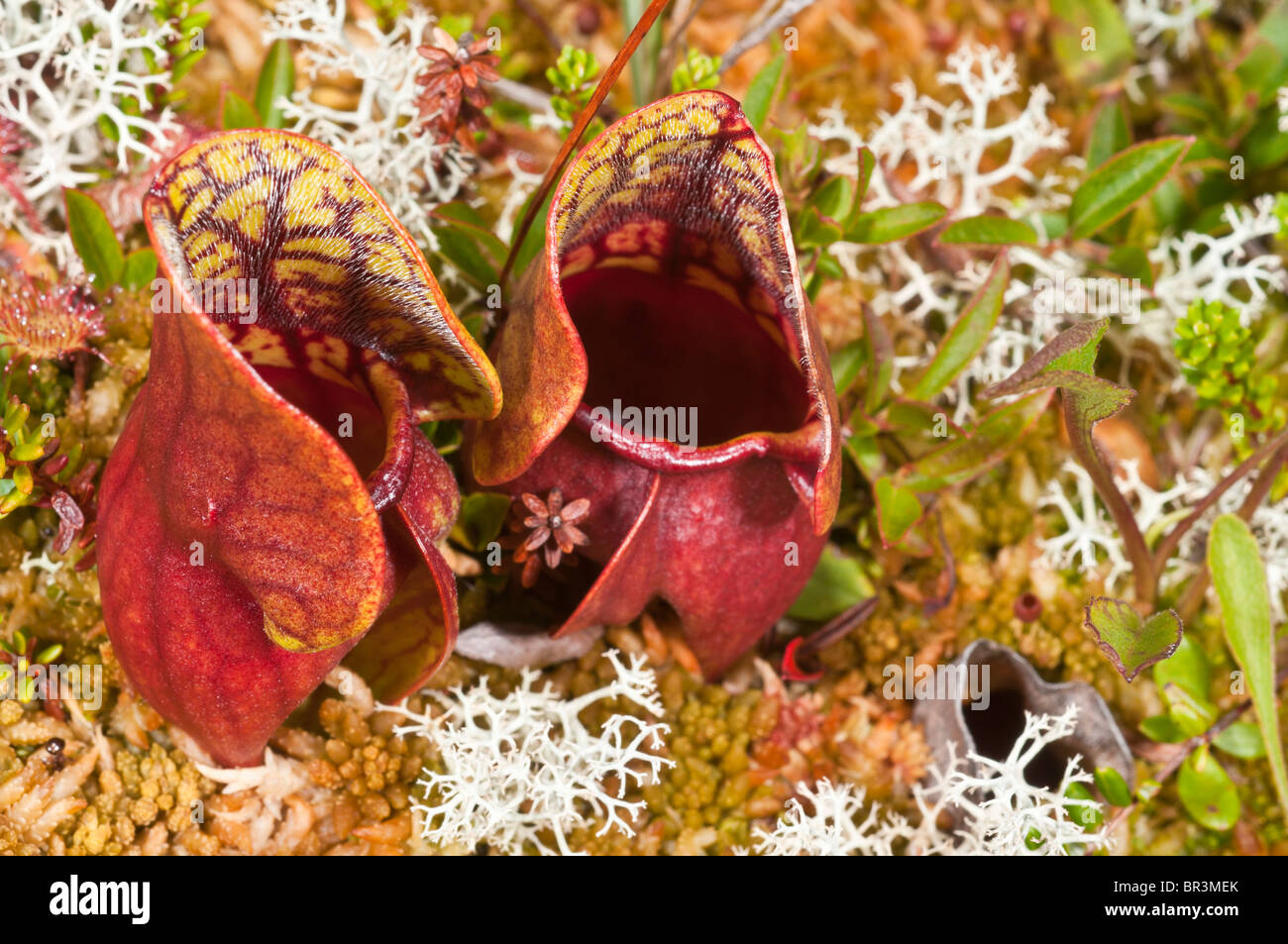 Purple pitcher plant, Sarracenia purpurea purpurea, Avalon Peninsula ...