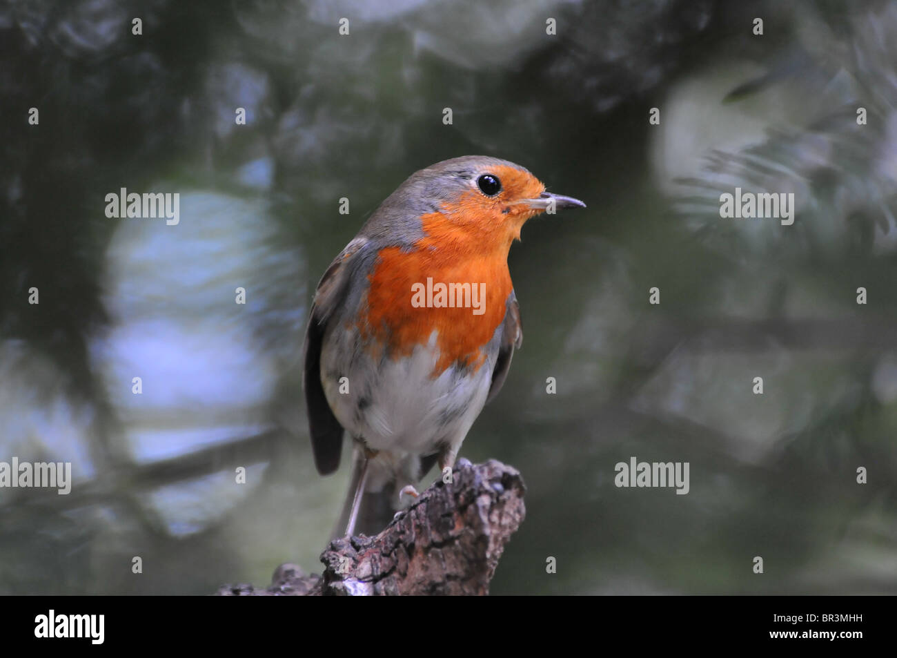 Robin on branch Stock Photo - Alamy