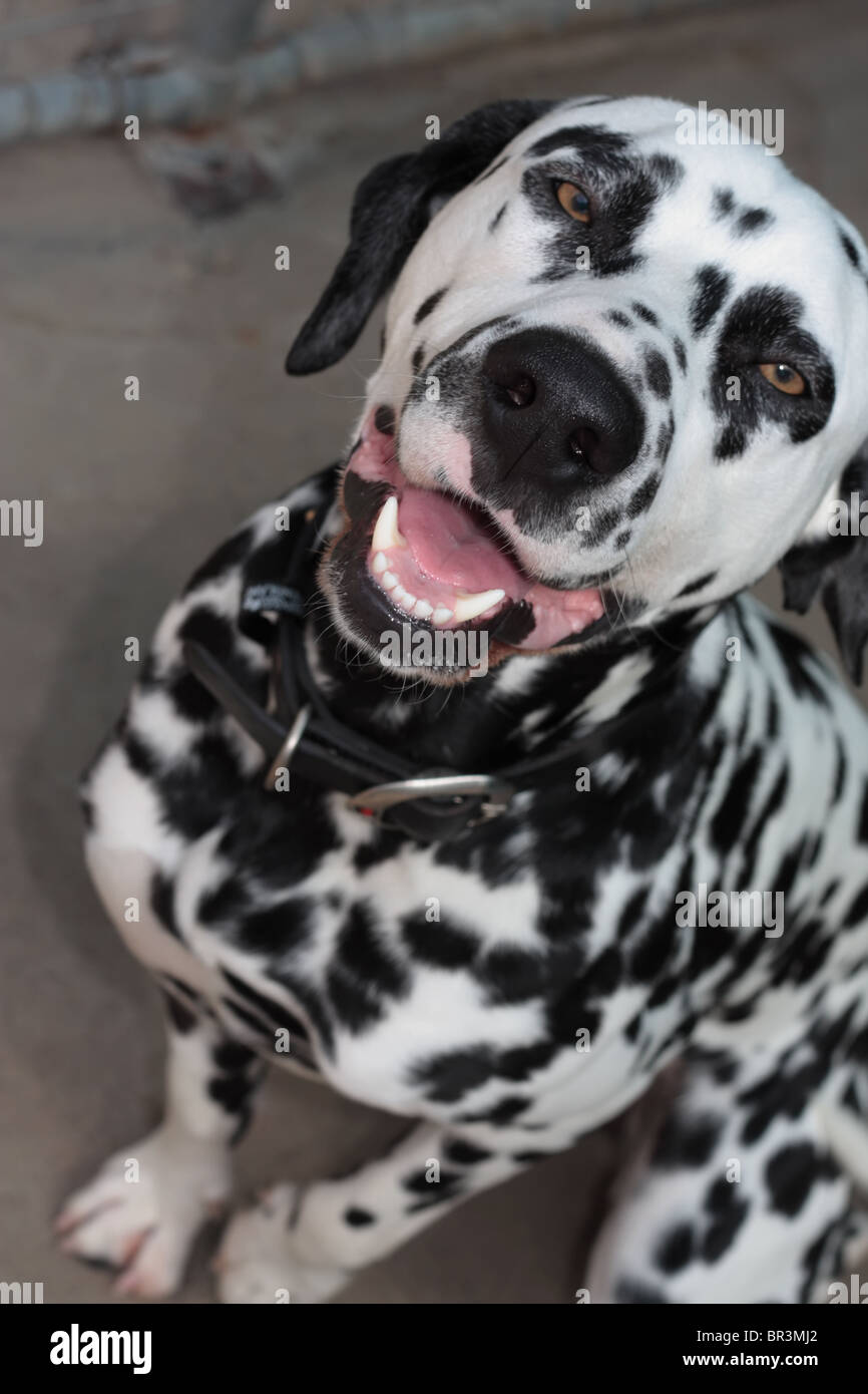 Big Strong Dog Stock Photo - Alamy