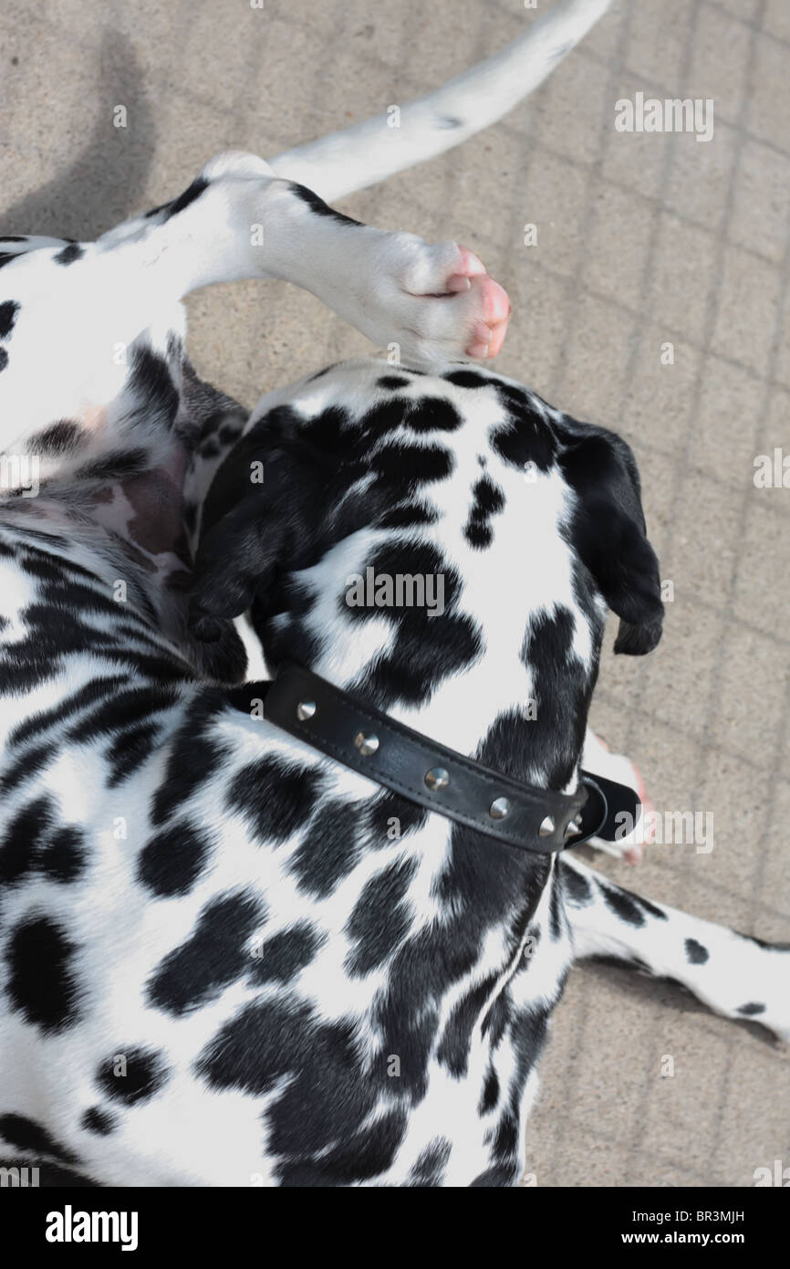 Licking Toes High Resolution Stock Photography and Images - Alamy