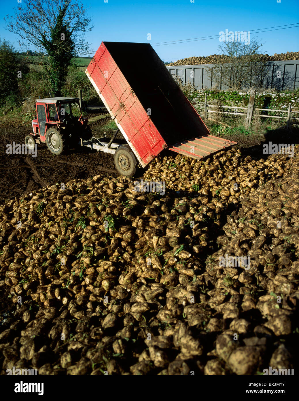 Co Kilkenny, Ireland, Harvesting Sugar Beet Stock Photo - Alamy