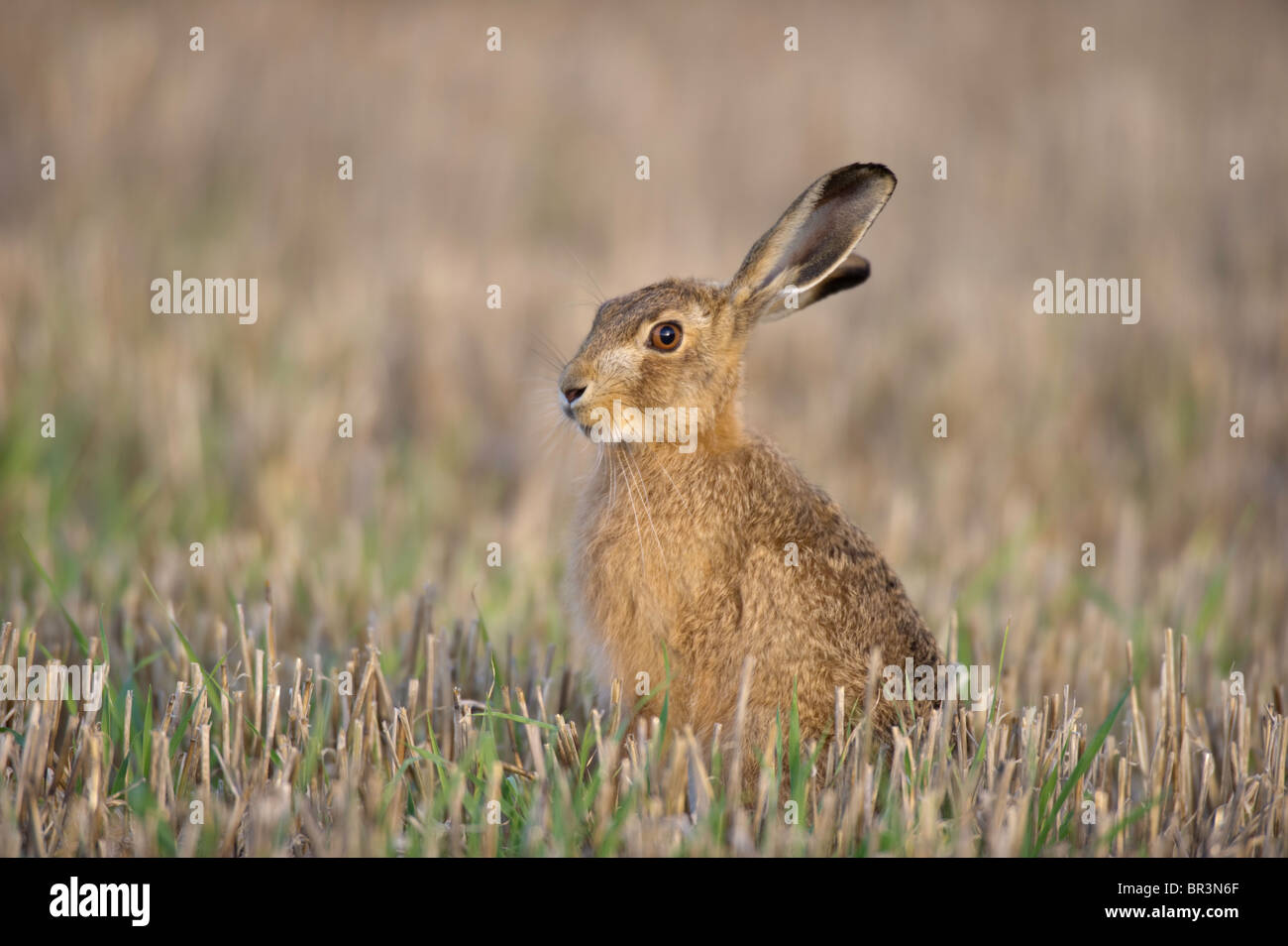 Hare sat field hi-res stock photography and images - Alamy